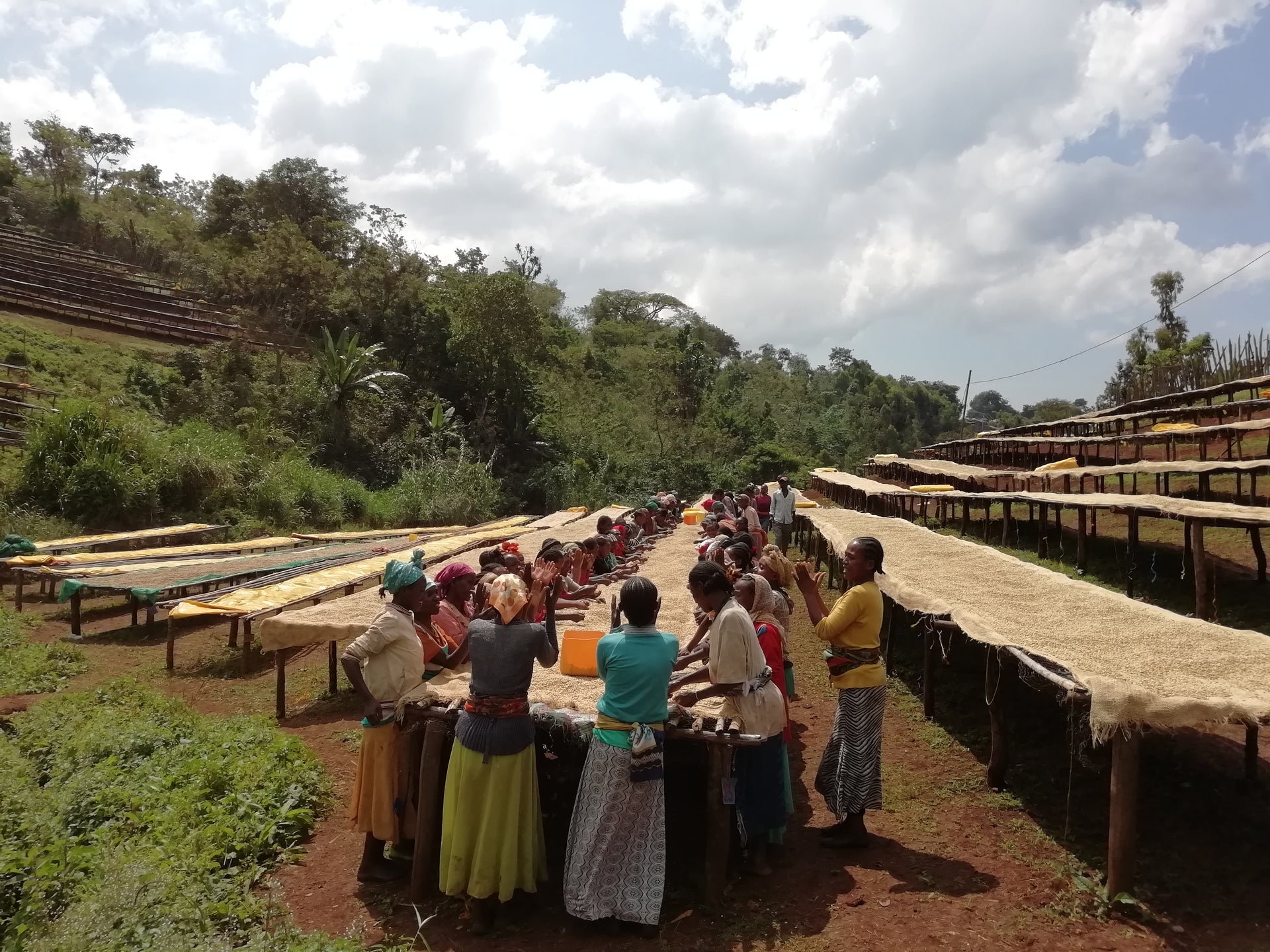 BELOYA - ETHIOPIA | Wood St Coffee – Wood St Coffee Roasters