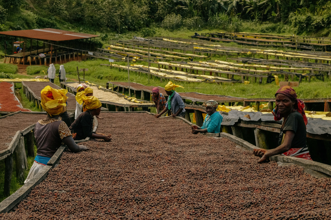 Gatare - Rwanda | Wood St Coffee – Wood St Coffee Roasters